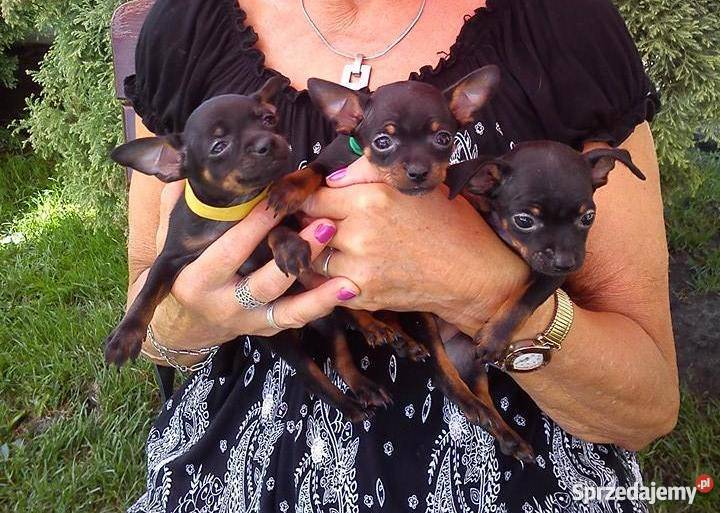 Ratlerek Ratlerki Szczeniaki z rodowodem - Pinczer miniaturo Koluszki ...