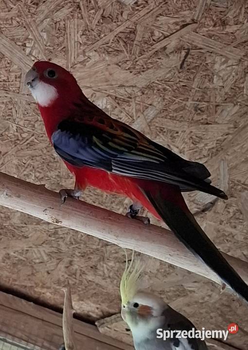 Rozella samiec 2022 Częstochowa - Sprzedajemy.pl