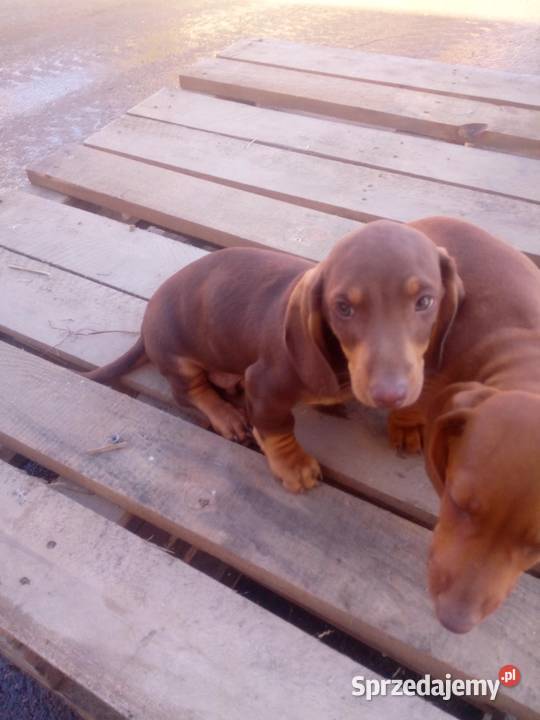 Sprzedam pieski jamniki Kraków - Sprzedajemy.pl