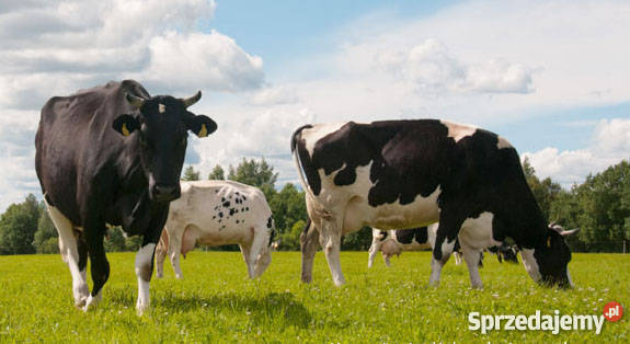 Krowy Mleczne Sulimów - Sprzedajemy.pl