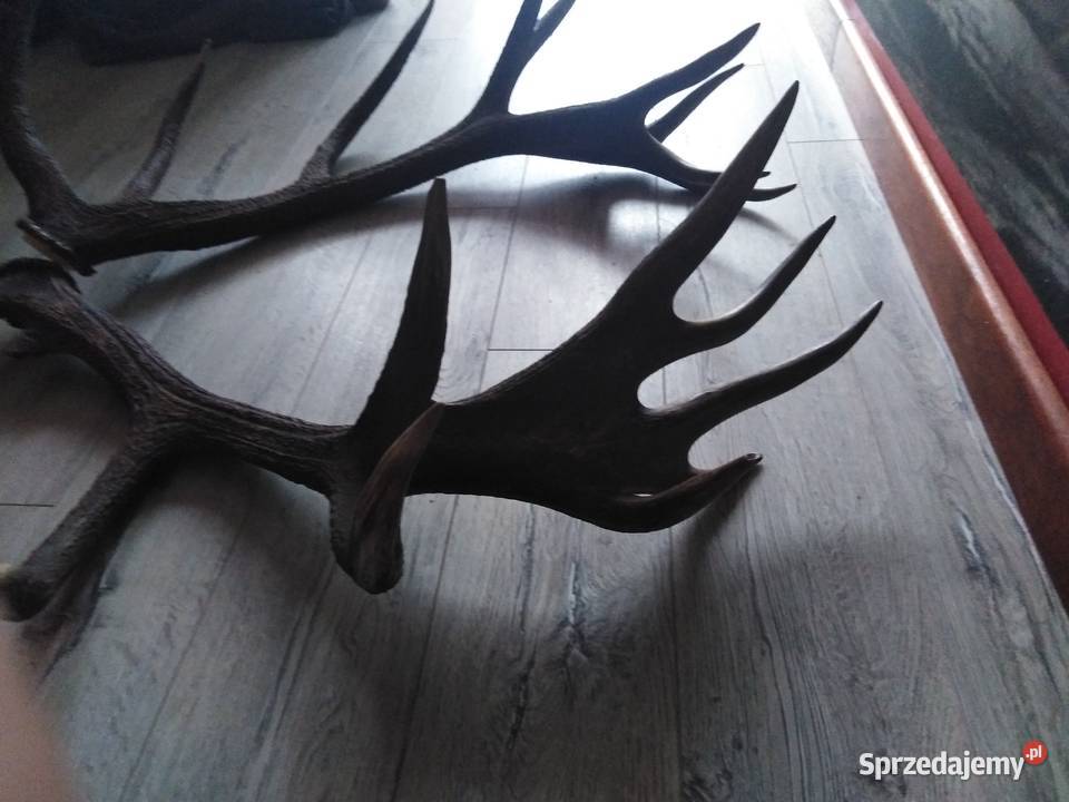 Poroże jelenia Lesko - Sprzedajemy.pl