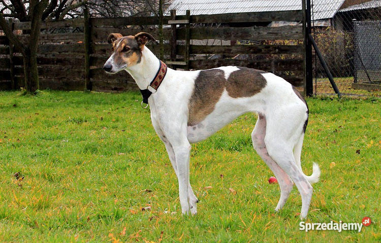 Chart polski - rodowodowe szczenięta - Sprzedajemy.pl