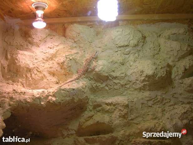 TERRARIUM+agama brodata - Sprzedajemy.pl