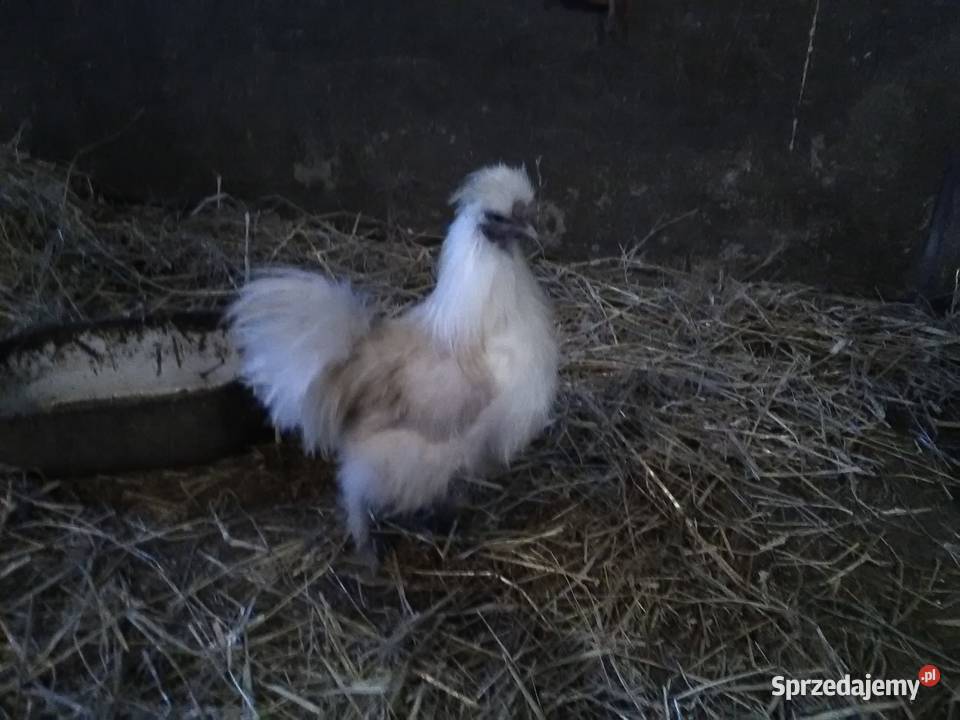 Sprzedam co na zdjęciach silka kogut 60 kogut olbrzym 105zl Pińczów ...