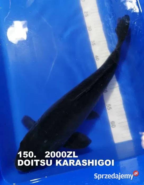 Oryginalne Karpie Koi Warszawa - Sprzedajemy.pl