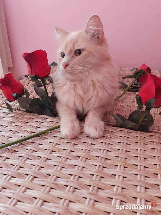 Cudowny Kotek Syberyjski Elvis*PL Sochaczew - Sprzedajemy.pl