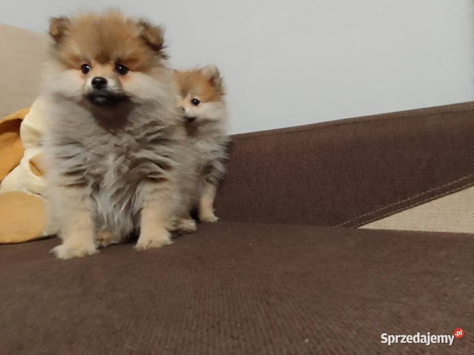 Szpic miniaturowy Pomeranian Żyrardów - Sprzedajemy.pl