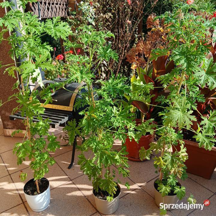 Anginka Geranium lecznicza roślina wysoka 130cm Nowy Sącz - Sprzedajemy.pl