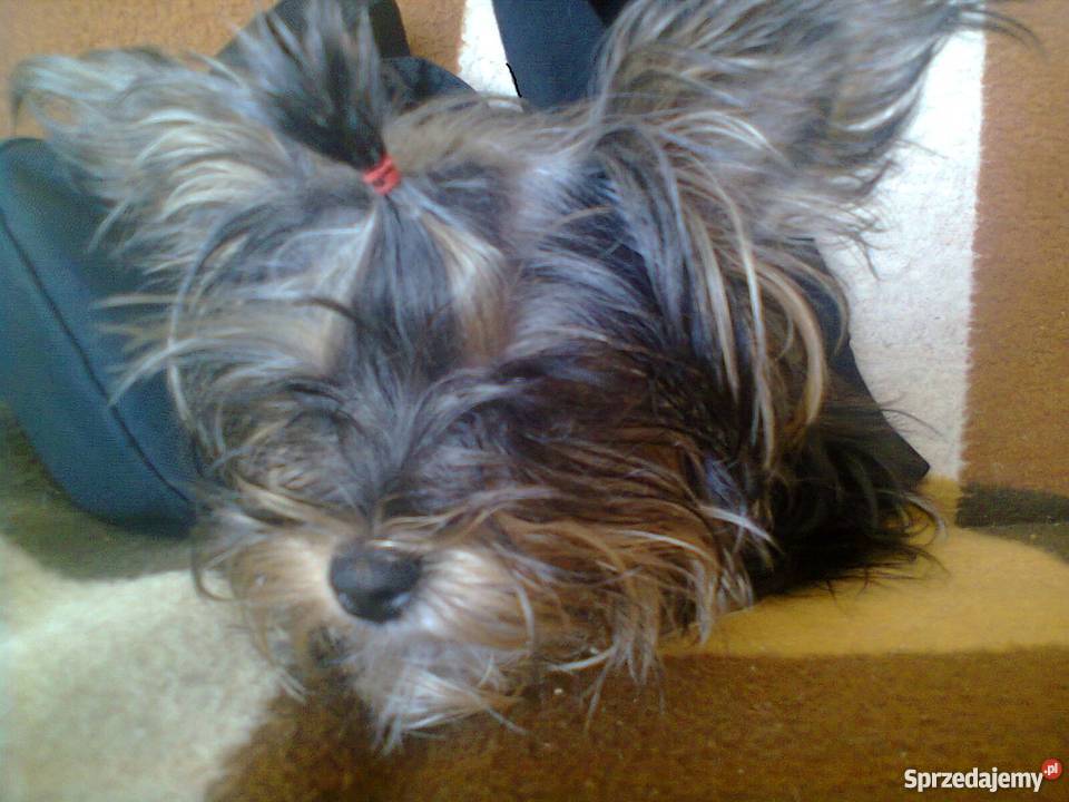 Suczka yorkshire-terrier miniaturka 7 miesięczna z komplete Poznań ...
