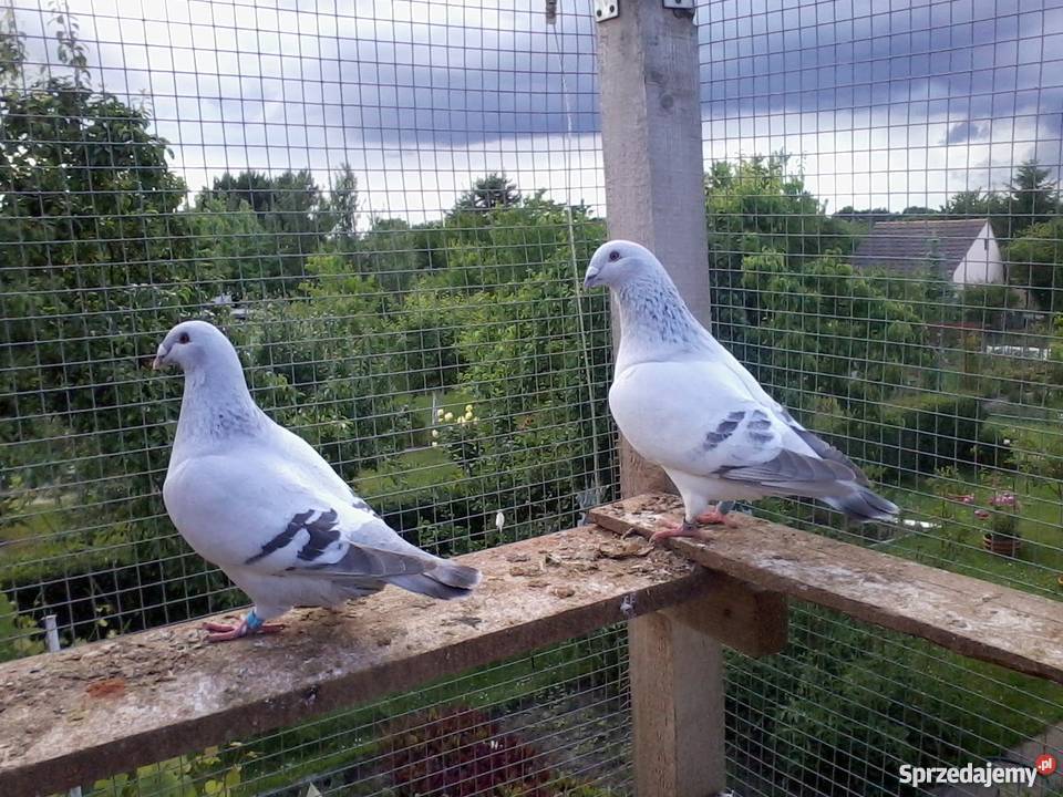 golebie standarty Legnica - Sprzedajemy.pl