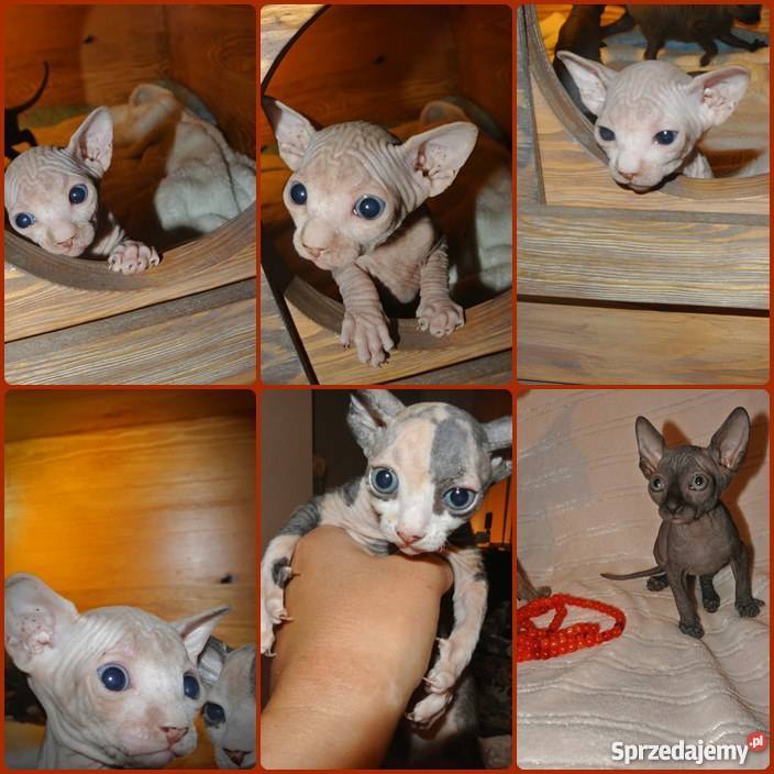 Małe SFINKSY KANADYJSKIE z RODOWODEM szukają nowych domów Poznań ...