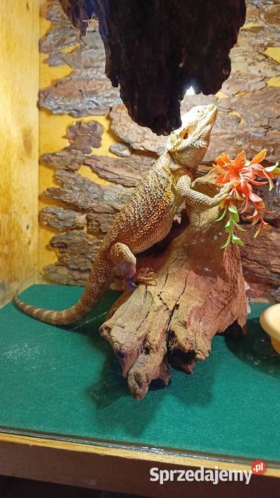 Agama Brodata + terrarium Kraków - Sprzedajemy.pl