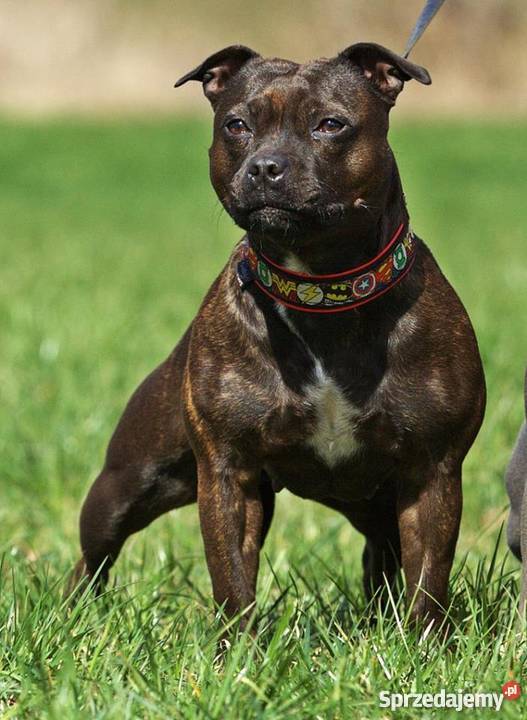Staffordshire bull terrier - staffik, stafik Maków Mazowiecki ...