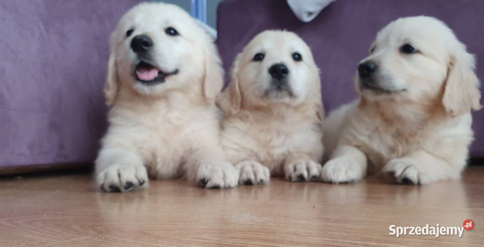 ŚLICZNE PIESKI GOLDUSIE Stary Broniszew - Sprzedajemy.pl