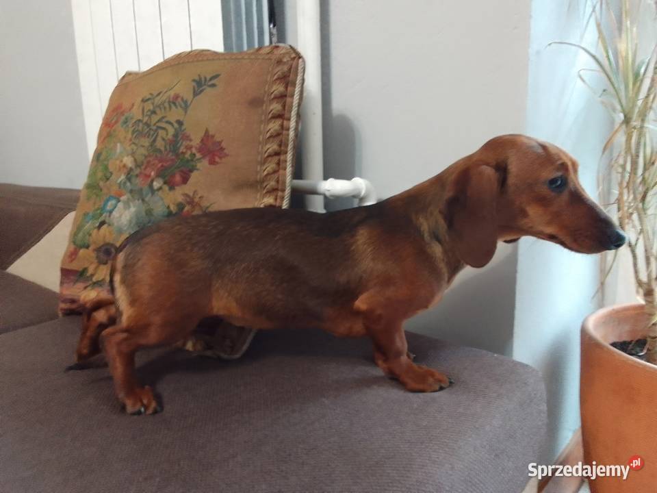 Jamnik, jamniki szczeniaki Żyrardów - Sprzedajemy.pl