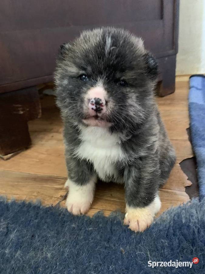 AKITA japońska - pręgowany i czerwony piesek oraz juniory Stronie ... AKITA japońska - pręgowany i czerwony piesek oraz juniory Stronie ...