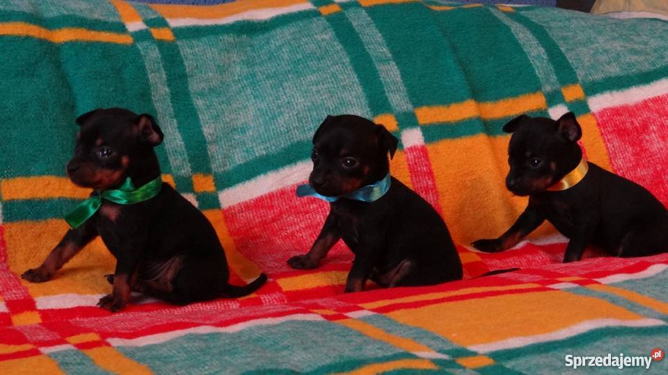 Ratlerek Ratlerki Szczeniaki z rodowodem - Pinczer miniaturo Koluszki ...