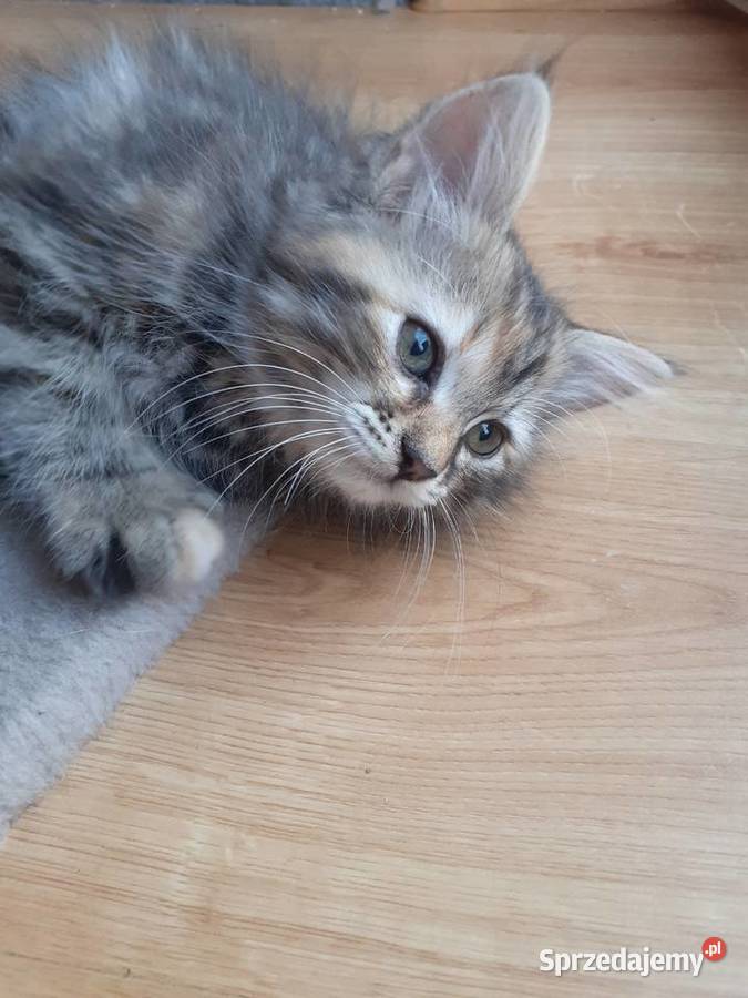 Śliczna Kotka Syberyjska Czarna Klasycznie Pręgowana-Betty Sochaczew ...