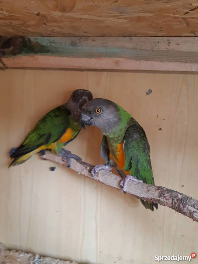 Częściowa wyprzedaż papug Amazonki, Senegalki, barabandy Ryki ...