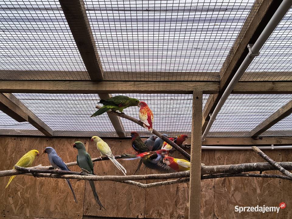 Sprzedam papugi Jaworowa - Sprzedajemy.pl