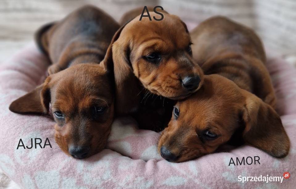 Jamniki szczeniaki śliczne Łask - Sprzedajemy.pl