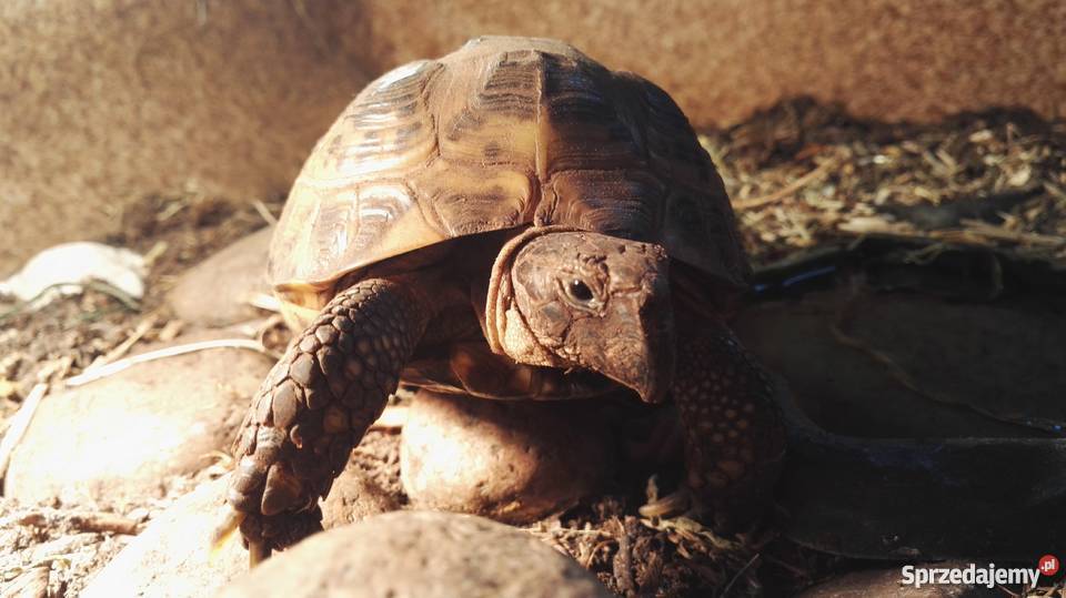 Żółw stepowy Katowice - Sprzedajemy.pl