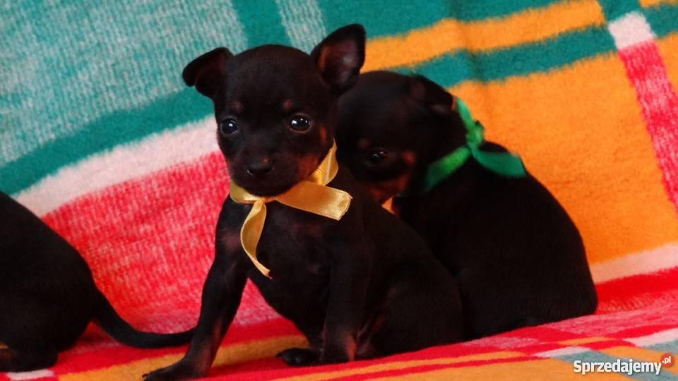 Ratlerek Ratlerki Szczeniaki z rodowodem - Pinczer miniaturo Koluszki ...