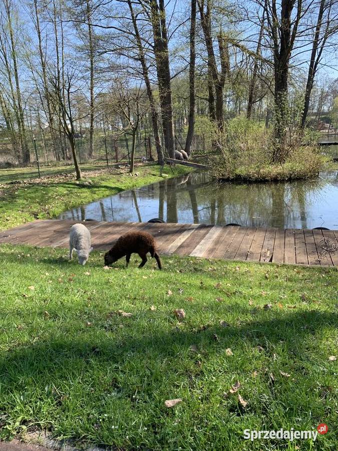 Młode baranki na sprzedaż Kłodawa - Sprzedajemy.pl