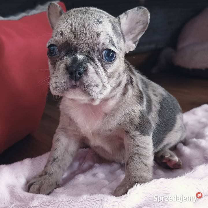 Buldogi francuskie silver merle ,blue fawn Szczecinek - Sprzedajemy.pl