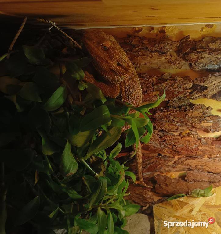 Agama Brodata + terrarium Kraków - Sprzedajemy.pl