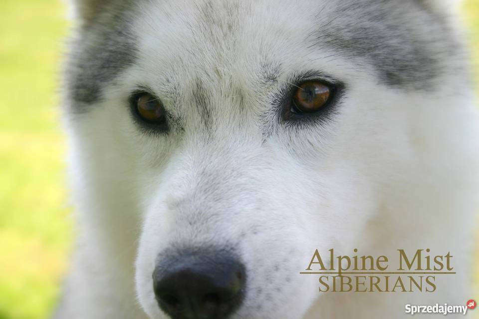 Planowany Miot SIBERIAN HUSKY , SUPER RODOWÓD 2015 Rzeszów - Sprzedajemy.pl