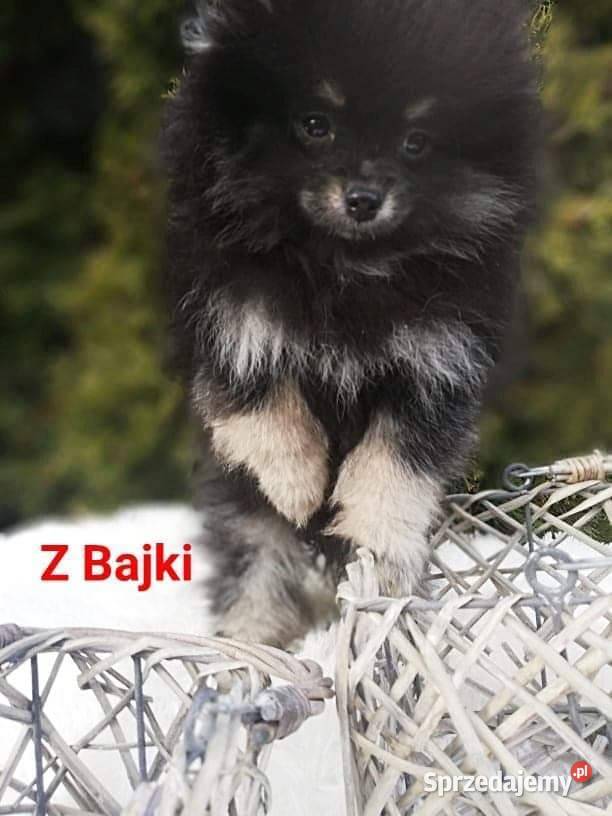 Pomeranian ! Pieski BOO - Rasowe Rodowodowe ! Ostatnie ! Kępno ...