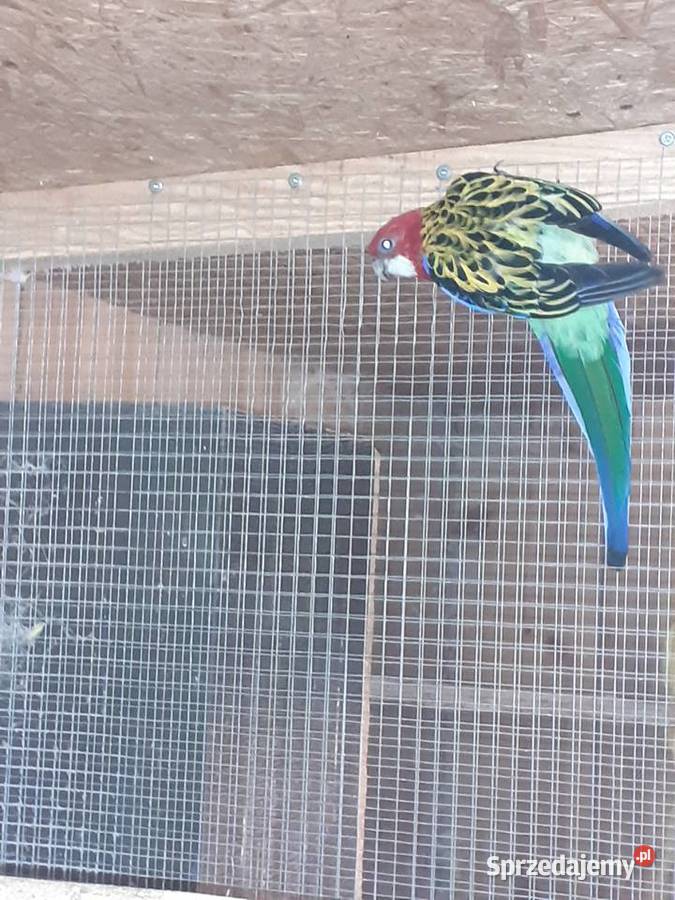 Papuga rozella bialolica samiec z 2019 Osieck - Sprzedajemy.pl