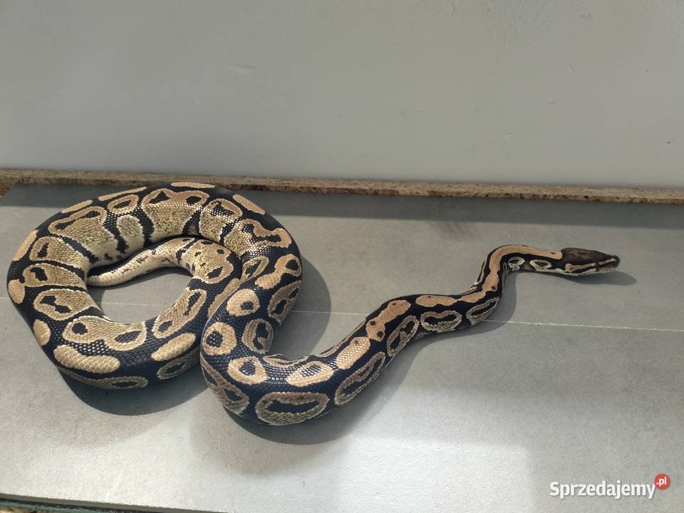 Terrarium + wąż. Pyton królewski, regius Połomia - Sprzedajemy.pl