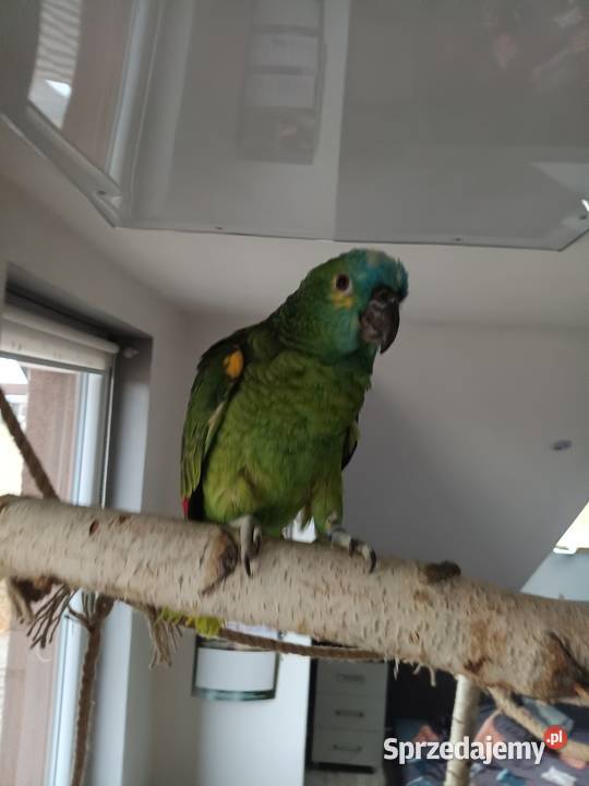 Amazonka niebieskoczelna samica ręcznie karmiona Lubliniec - Sprzedajemy.pl