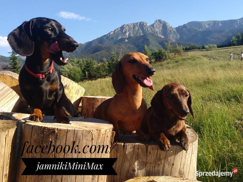 Jamniki krótkowłose królicze FCI / Kraków - Sprzedajemy.pl