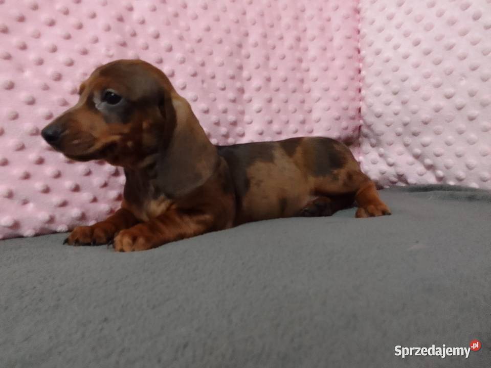 Jamniki krótkowłosy merle Żyrardów - Sprzedajemy.pl