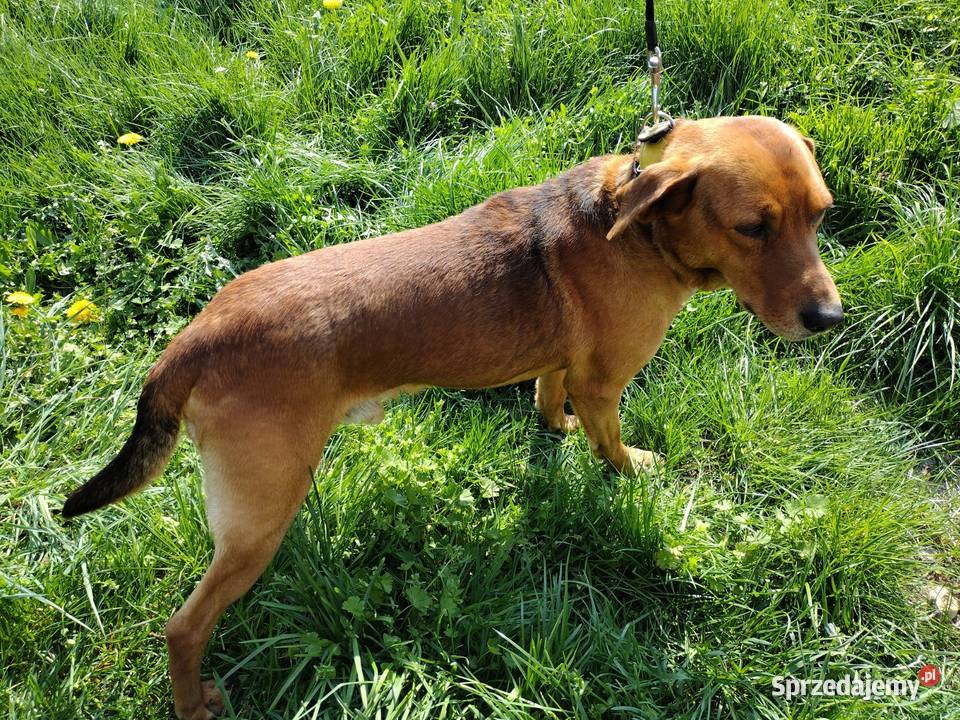 Pieski Szczeniaki Rasowe Białystok - Sprzedajemy.pl