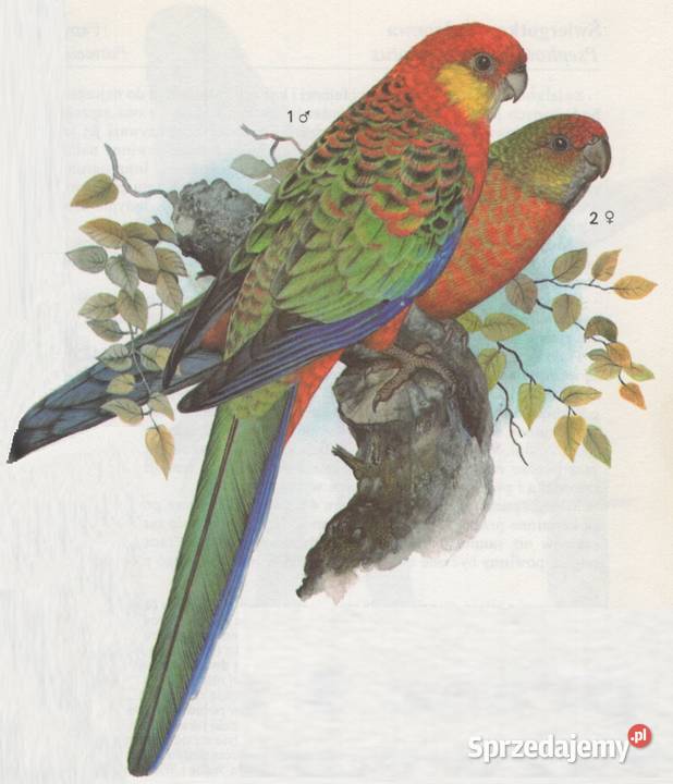 Rozella żółtolica Kraków - Sprzedajemy.pl