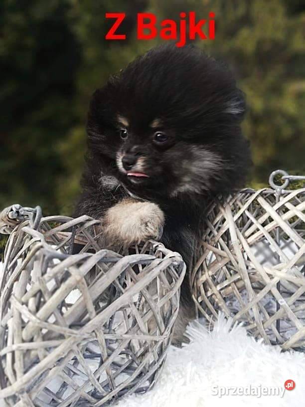 Pomeranian ! Pieski BOO - Rasowe Rodowodowe ! Ostatnie ! Kępno ...