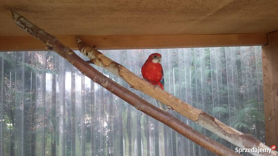 papuga rozella Rzeszów - Sprzedajemy.pl