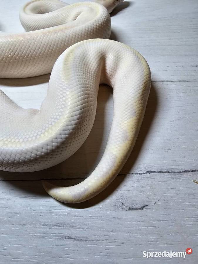 Pyton królewski python regius samiec dorosły Wrocław - Sprzedajemy.pl