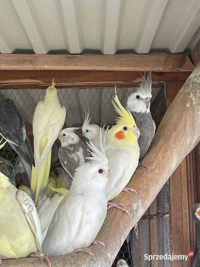 papugi faliste, piękne kolorowe, nimfy Sieniawa - Sprzedajemy.pl