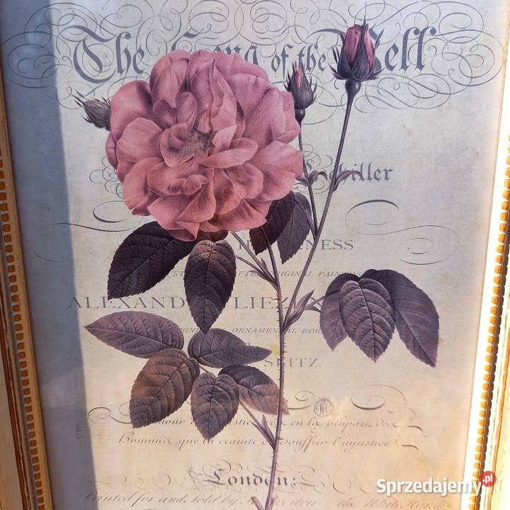 Obraz kwiaty grafika róża obrazek Warszawa - Sprzedajemy.pl