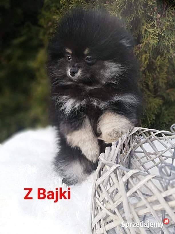 Pomeranian ! Pieski BOO - Rasowe Rodowodowe ! Ostatnie ! Kępno ...