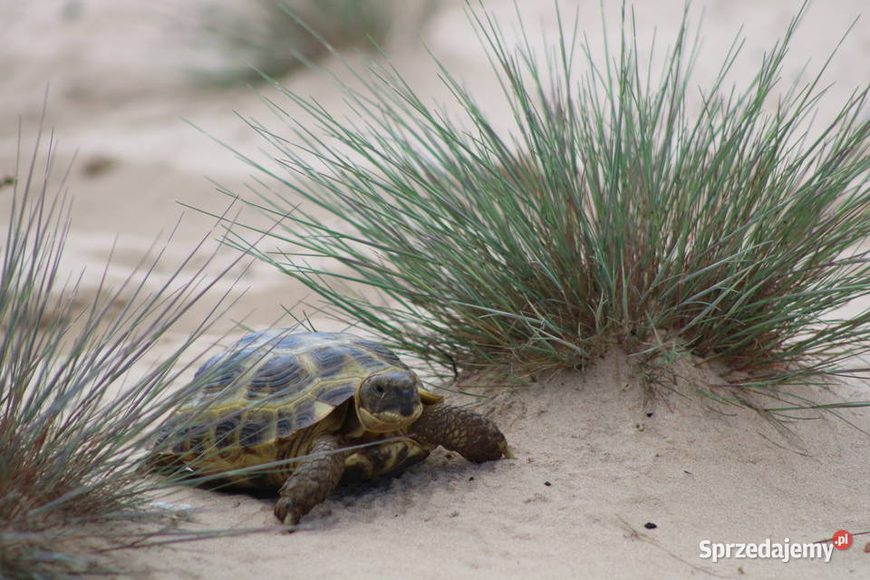 żółw stepowy Brańsk - Sprzedajemy.pl