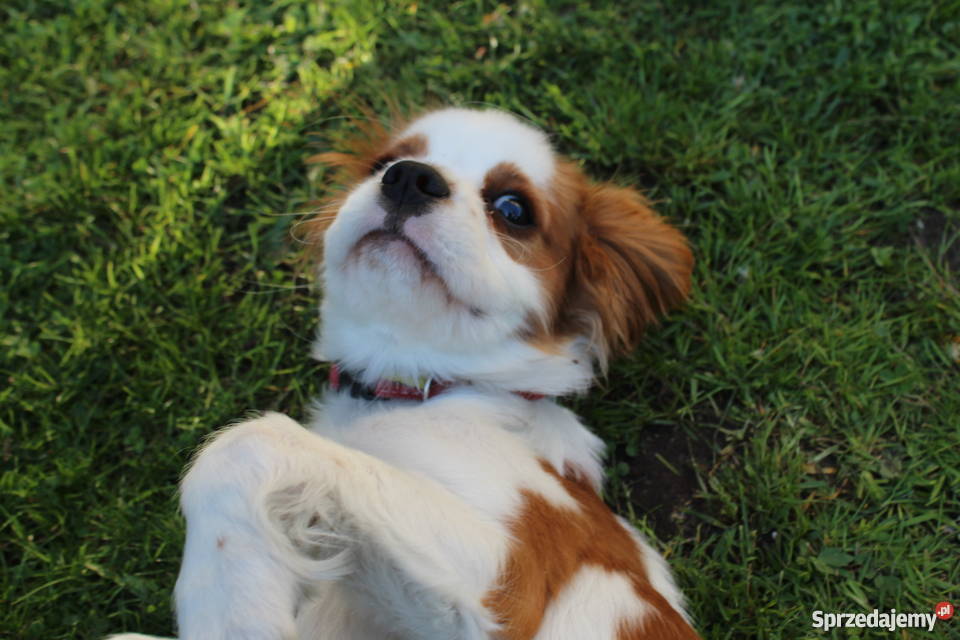 piesek rasy Cavalier Elbląg - Sprzedajemy.pl
