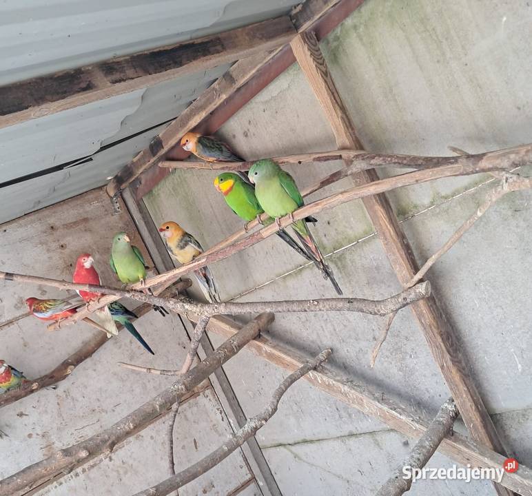 Rozelle królewskie PIĘKNE Bochnia - Sprzedajemy.pl