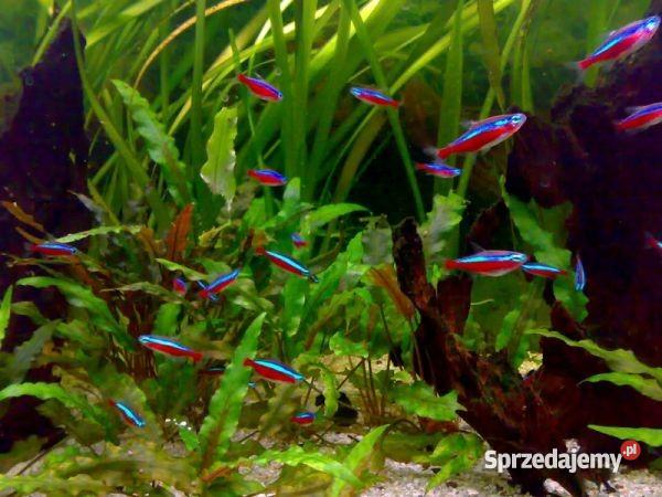 NEON CZERWONY ryba do Twego akwarium - Sprzedajemy.pl