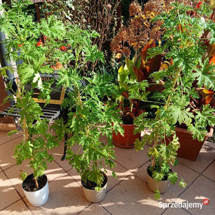 Anginka Geranium lecznicza roślina wysoka 130cm Nowy Sącz - Sprzedajemy.pl